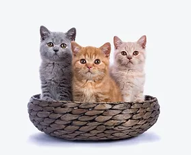 Cannondale Animal Clinic - Full Service Veterinary Hospital