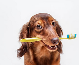 Cannondale Animal Clinic - Full Service Veterinary Hospital