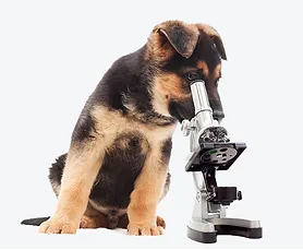 Cannondale Animal Clinic - Full Service Veterinary Hospital