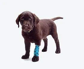 Cannondale Animal Clinic - Full Service Veterinary Hospital