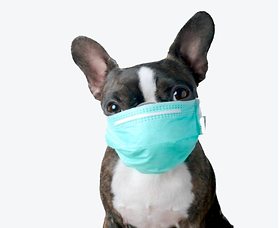 Cannondale Animal Clinic - Full Service Veterinary Hospital